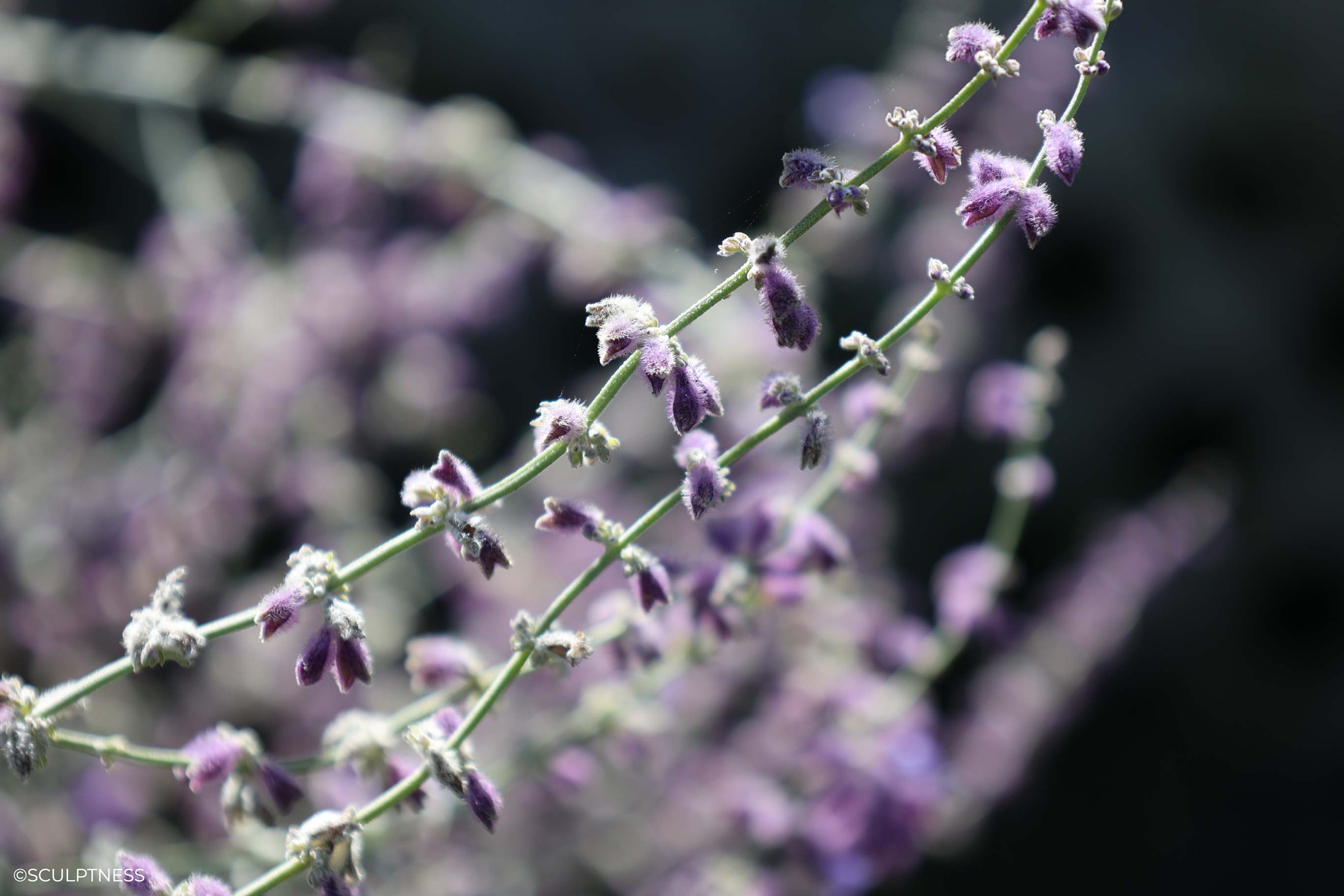 How to Thrive in the New Year! – Sculptness